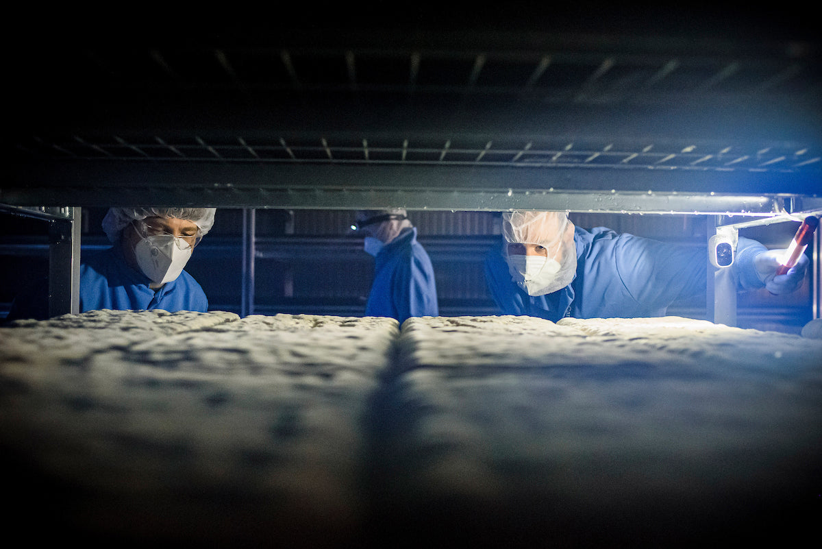 Plastics: the Mycelium Solution – Ecovative